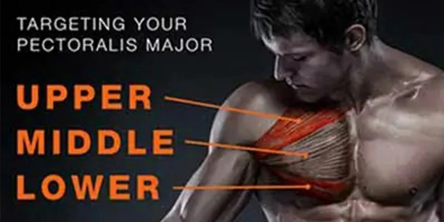 10 Muscle-Building Exercises for Optimal Strength and Fitness | RitKeep ...